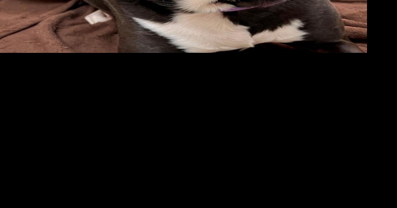 Angel | Pets And Animals | fredericknewspost.com