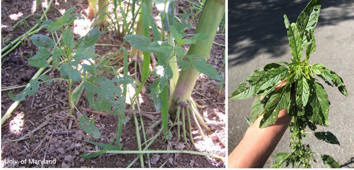 Palmer amaranth and waterhemp management at harvest | Agriculture ...