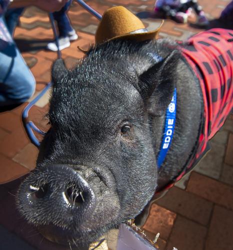 Eddie the therapy pig delights youngsters at Urbana library | Lifestyle ...