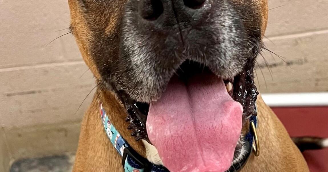 Featured pets — Oct. 1 | Pets And Animals | fredericknewspost.com