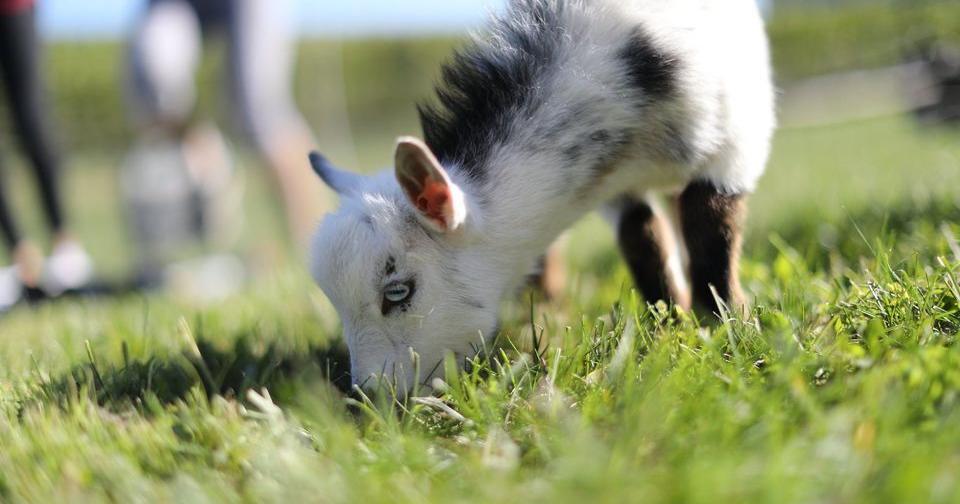 Goat Yoga and Ice Cream at South Mountain Creamery | Classes, workshops ...