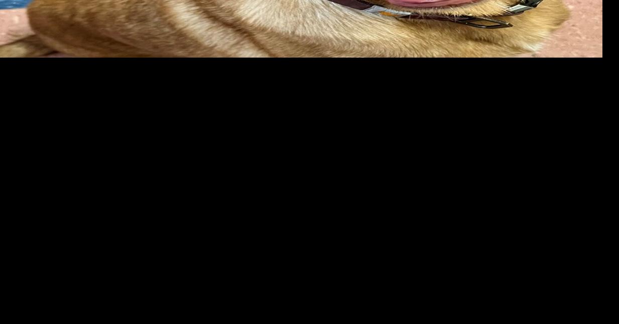 Looking for a home — Jan. 11 | Pets And Animals | fredericknewspost.com