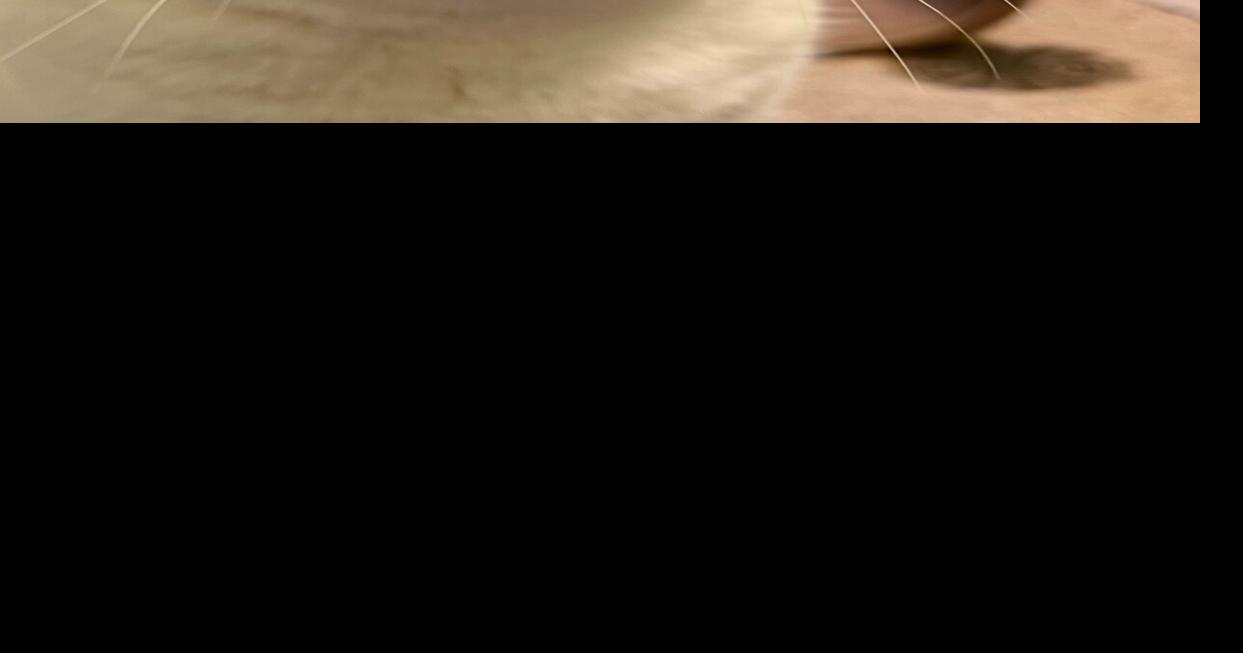 Prince | Pets And Animals | fredericknewspost.com