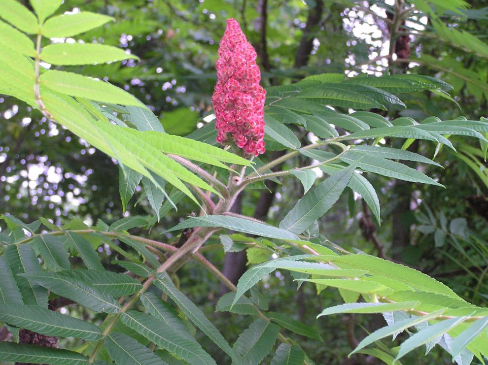 Nature Notes: Sumac — A misunderstood plant | Travel And Outdoors ...