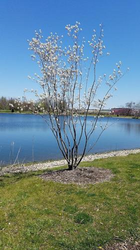 Nature Notes: The Serviceberry | Frederick County | fredericknewspost.com