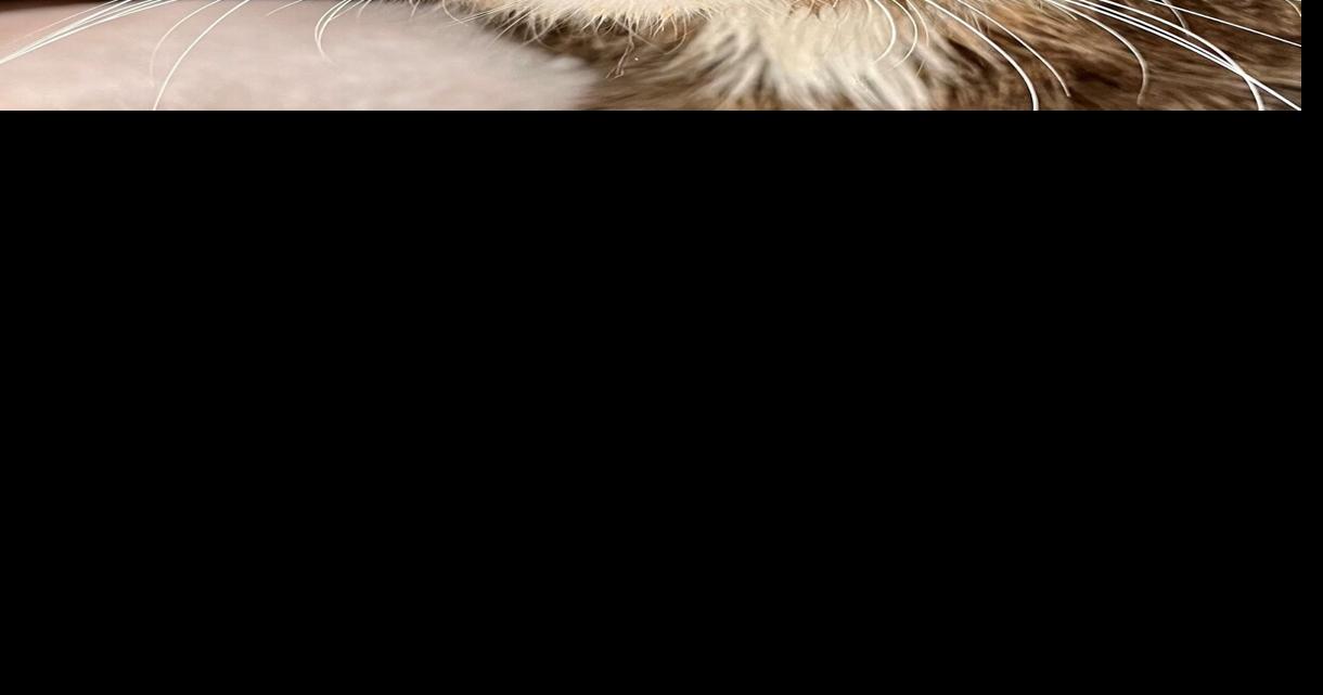 Milo | Pets And Animals | fredericknewspost.com