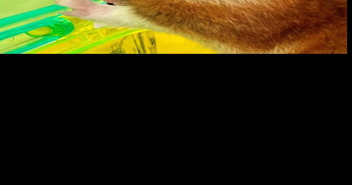 Boo Boo | Pets And Animals | fredericknewspost.com