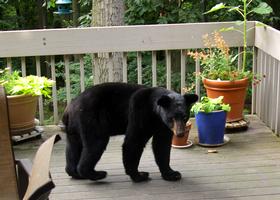 Black bear hunting in Maryland | Archive | fredericknewspost.com