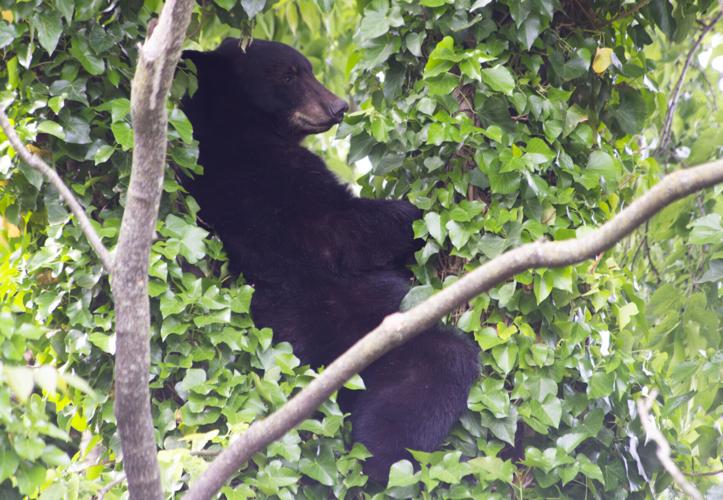 Tranquilized black bear captured; OK after 40-foot fall from downtown ...