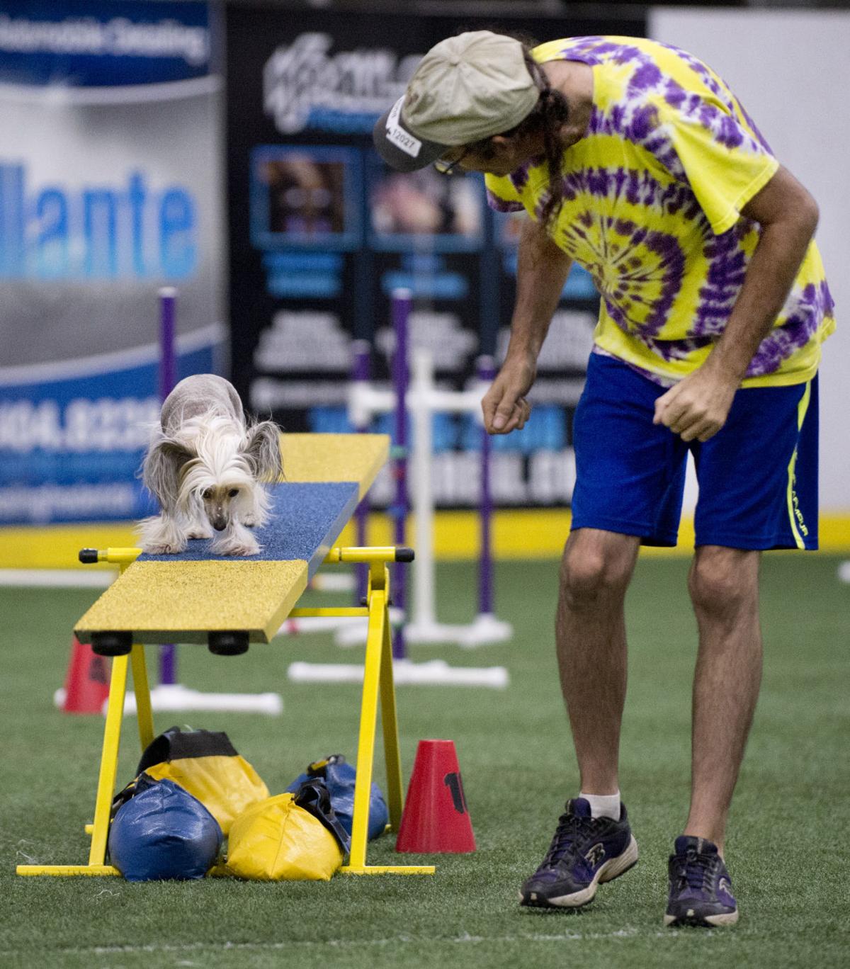 Agility trials puts all size, age dogs to test | Human Interest ...
