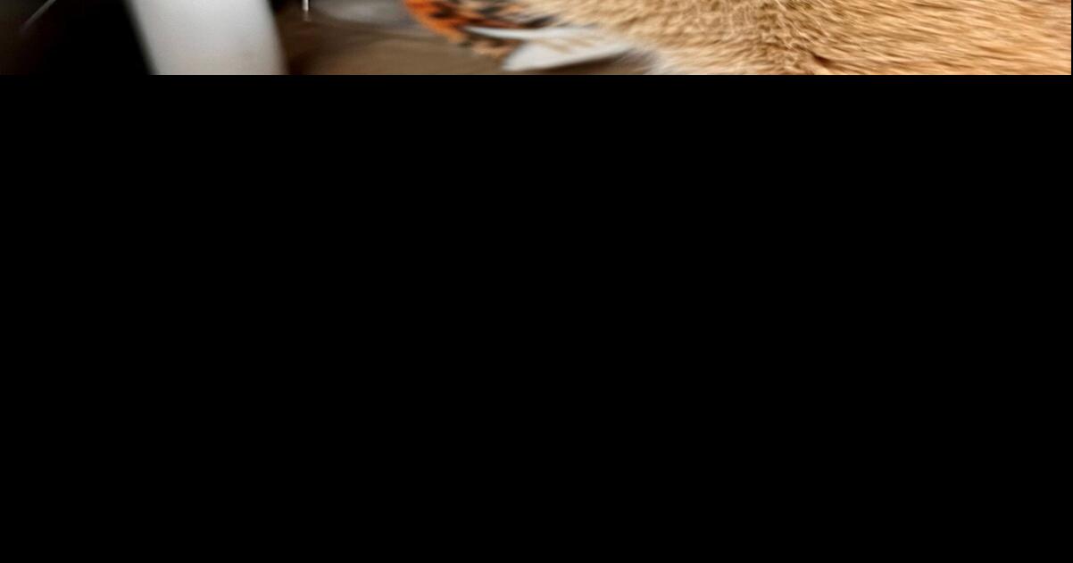 Kama | Pets And Animals | fredericknewspost.com