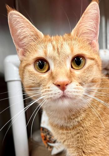 Kama | Pets And Animals | fredericknewspost.com