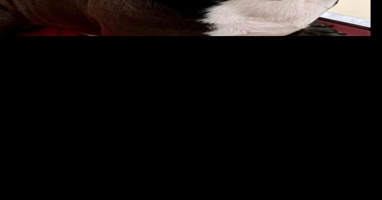 Zeus | Pets And Animals | fredericknewspost.com