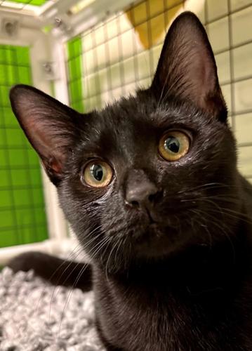 Bartholomew | Pets And Animals | fredericknewspost.com