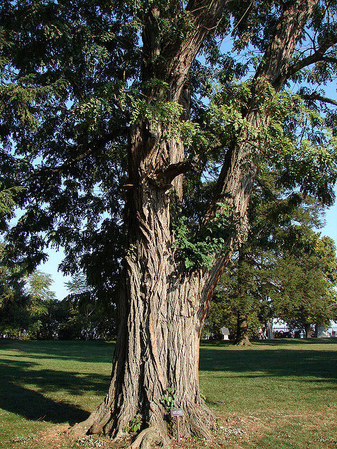 Nature Notes: Fall webworm; black locust trees | Environment ...