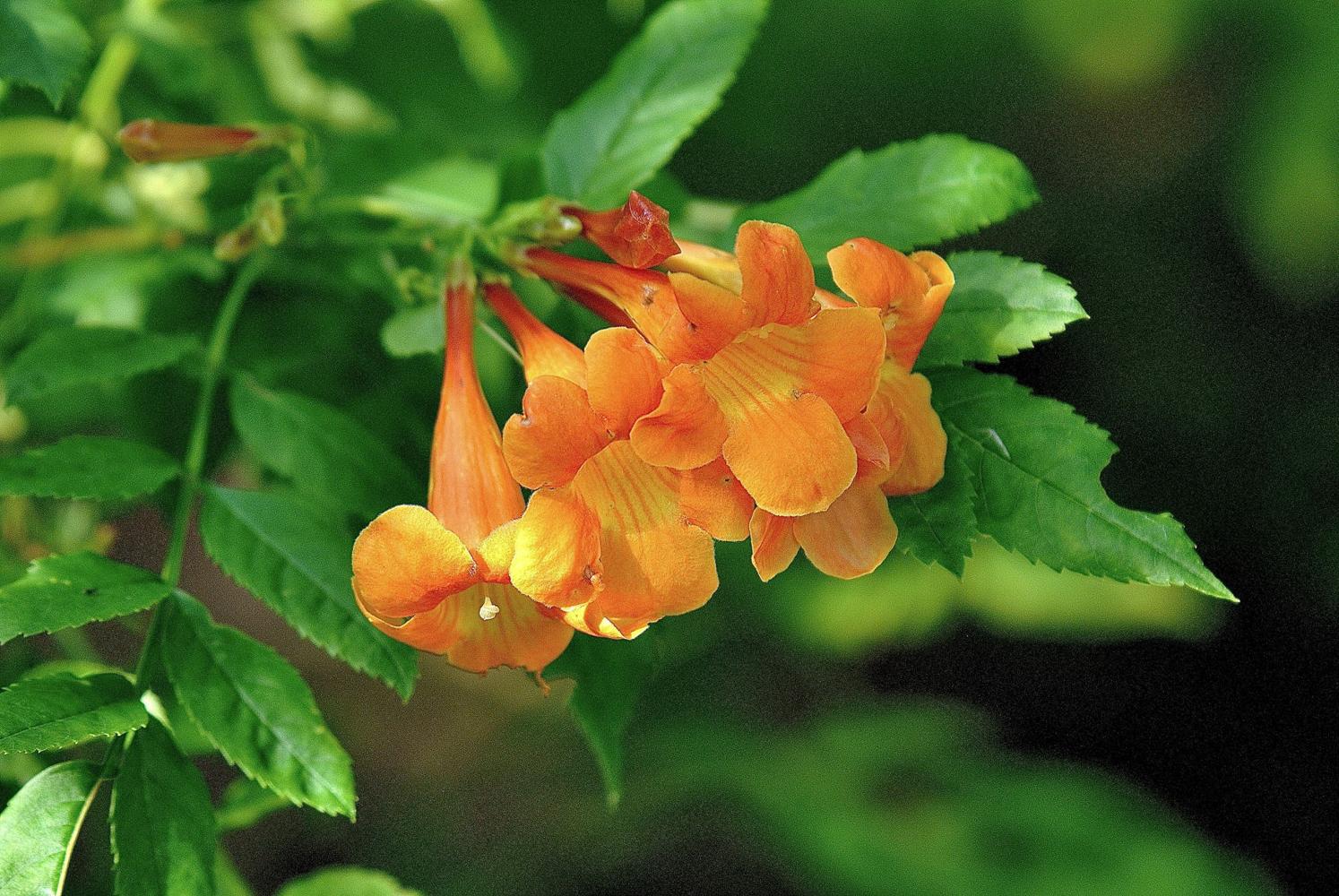 New Chicklet Orange will delight hummingbirds and butterflies | Home ...