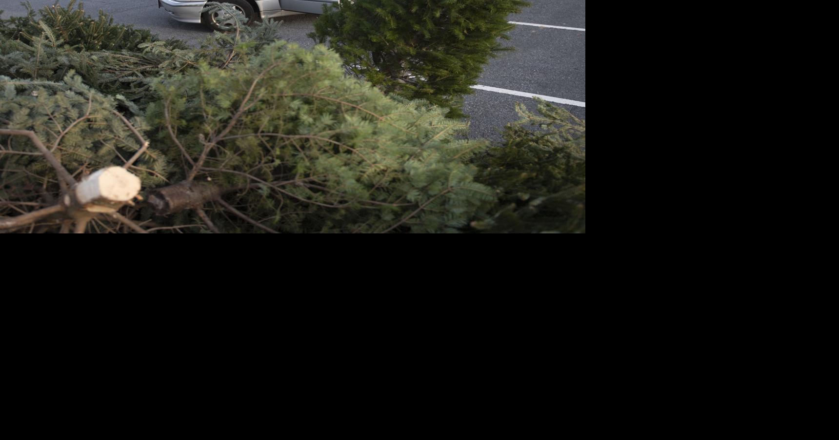City to collect used Christmas trees | Environment | fredericknewspost.com