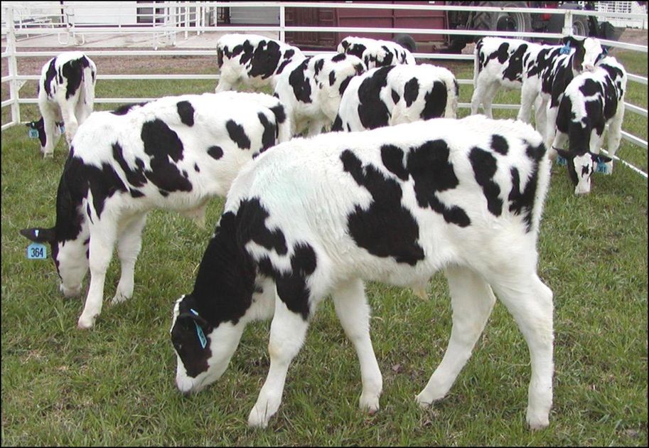 USAMRIID using genetically engineered cows to fight virus | Military ...