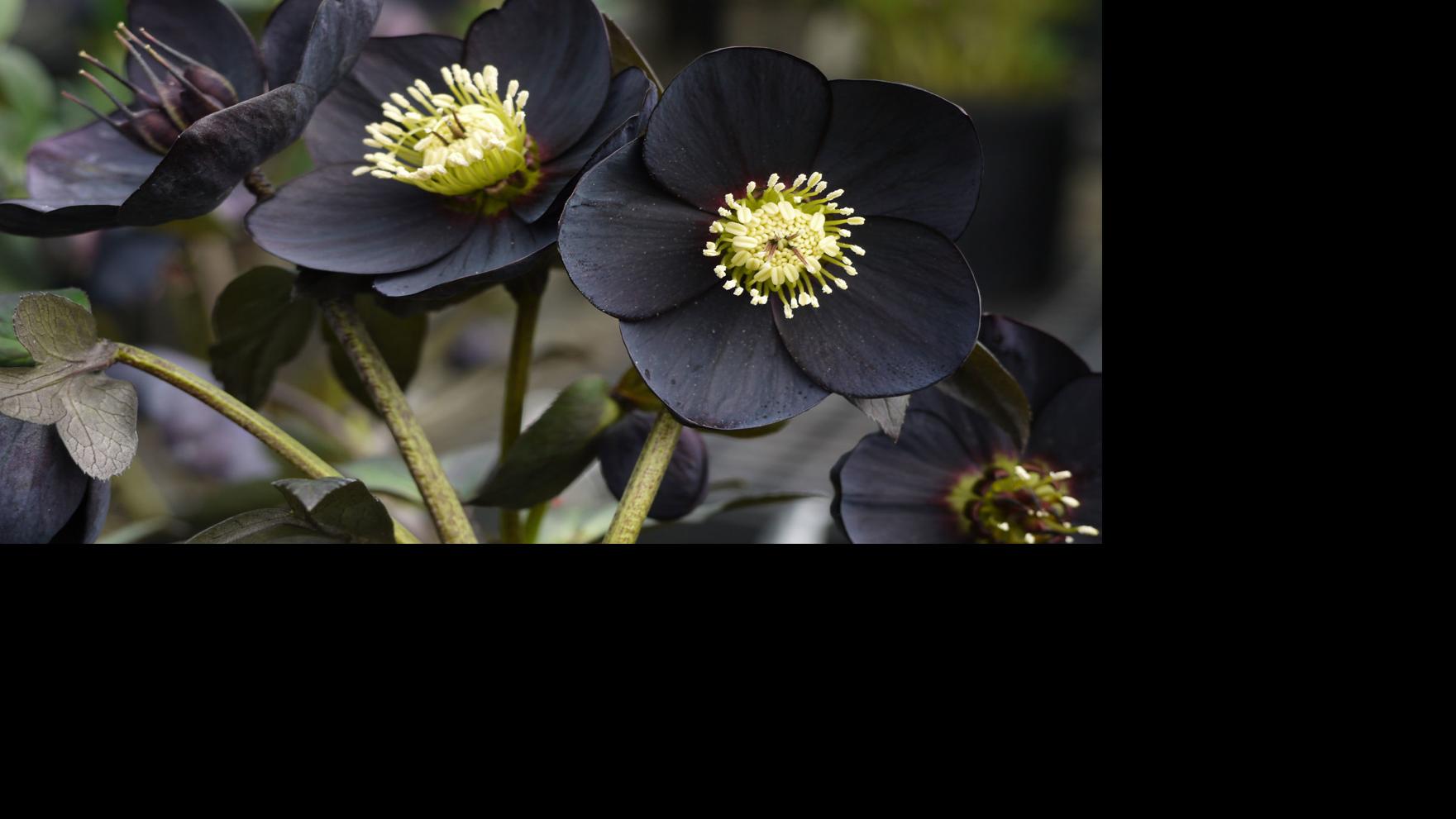 The hellebore: Popular, early, and now available in a dazzling variety ...
