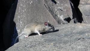 Allegheny woodrat | Environment | fredericknewspost.com