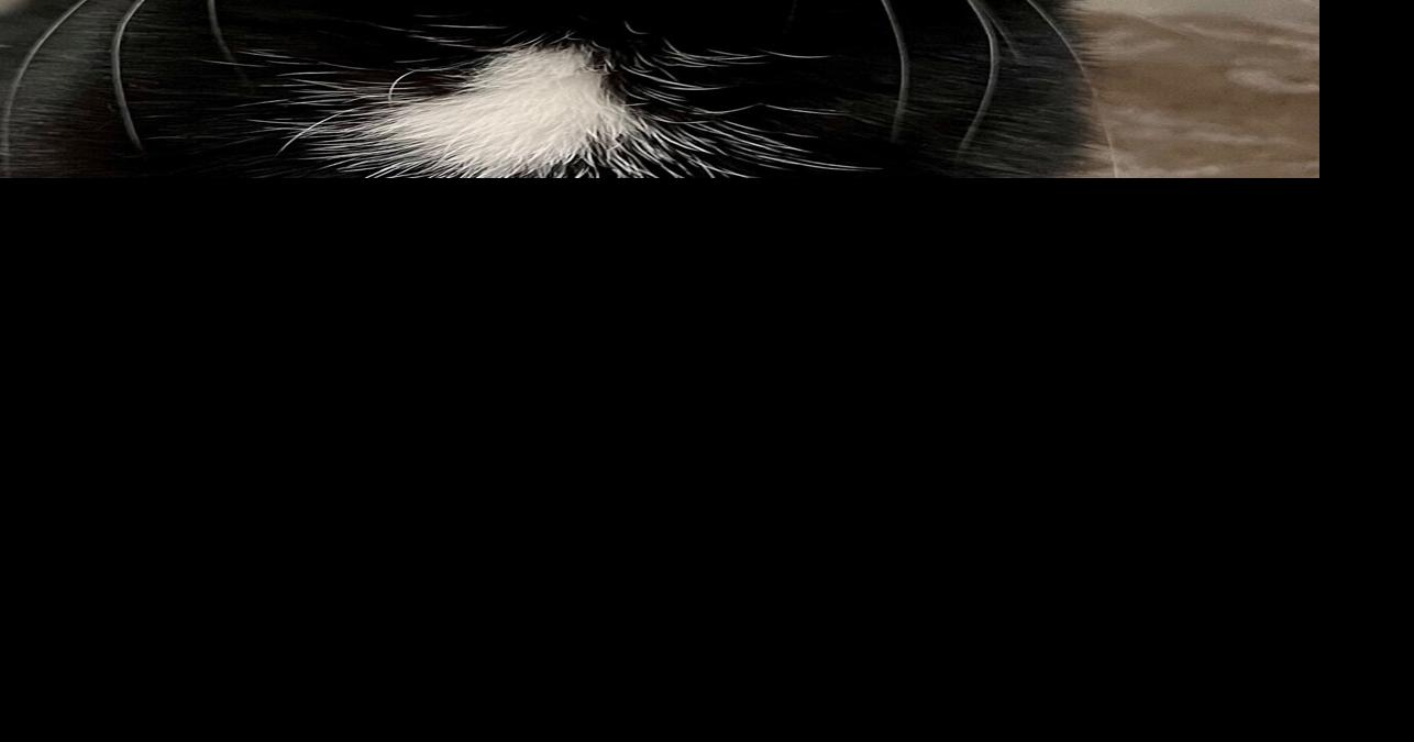 Funyun | Pets And Animals | fredericknewspost.com