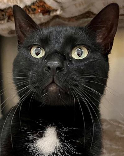 Funyun | Pets And Animals | fredericknewspost.com