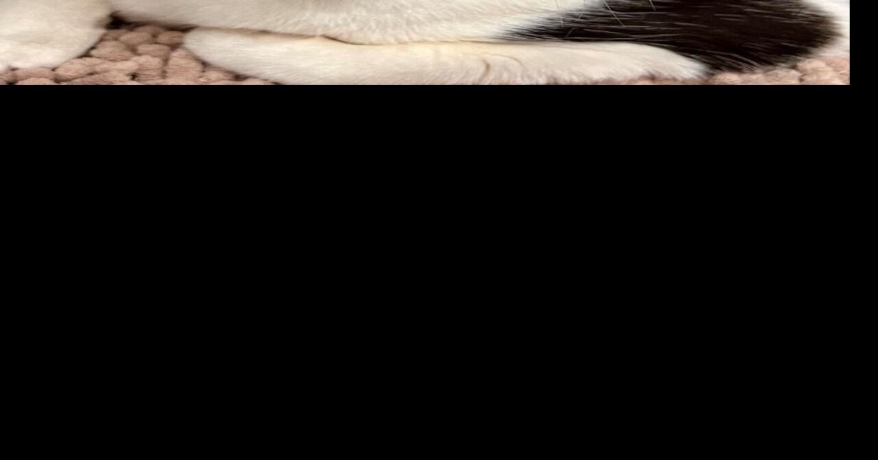 Featured pets — July 13 | Pets And Animals | fredericknewspost.com