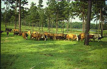 Nature Notes — Agroforestry: Silvopasture | Travel And Outdoors ...