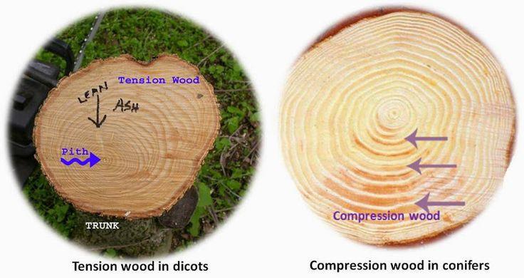 Nature Notes: Reaction wood | Environment | fredericknewspost.com