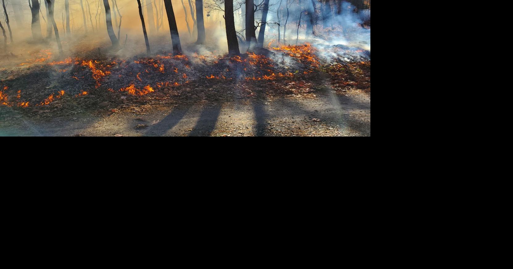 Revitalizing the pine swamp at the Frederick City Watershed ...