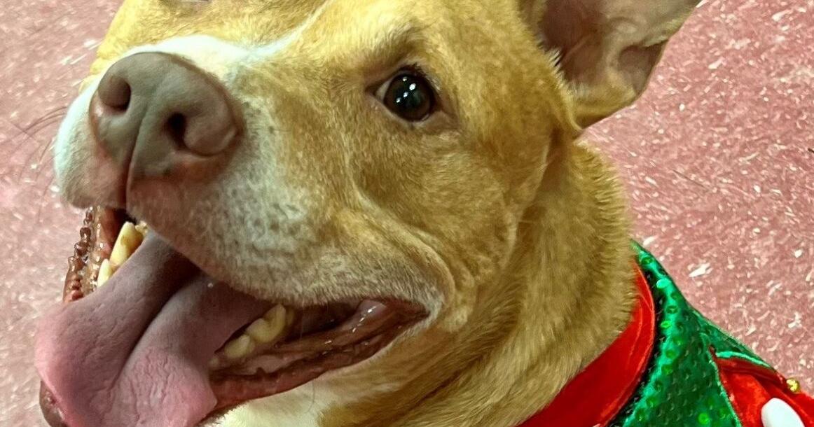 Looking for a home — Jan. 4 | Pets And Animals | fredericknewspost.com