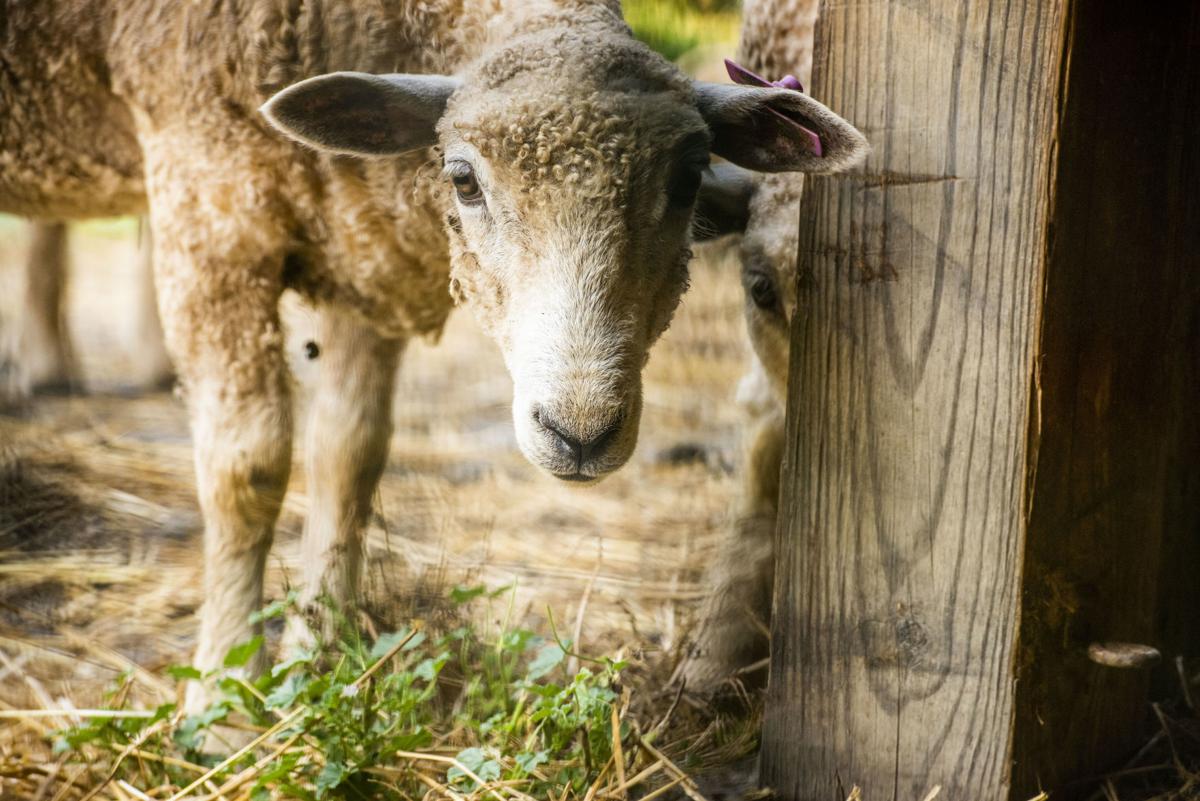 A bit sheepish: Wandering dog roams onto Mount Airy farm, earns her ...