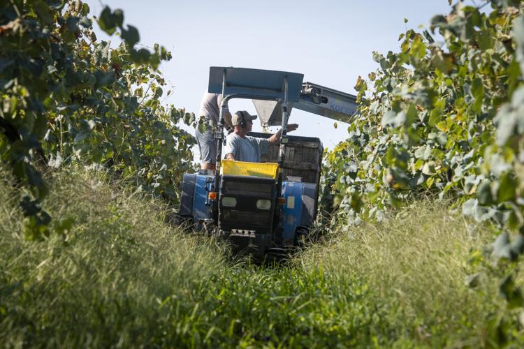 Photos: Harvest at Linganore Winecellars | News | fredericknewspost.com