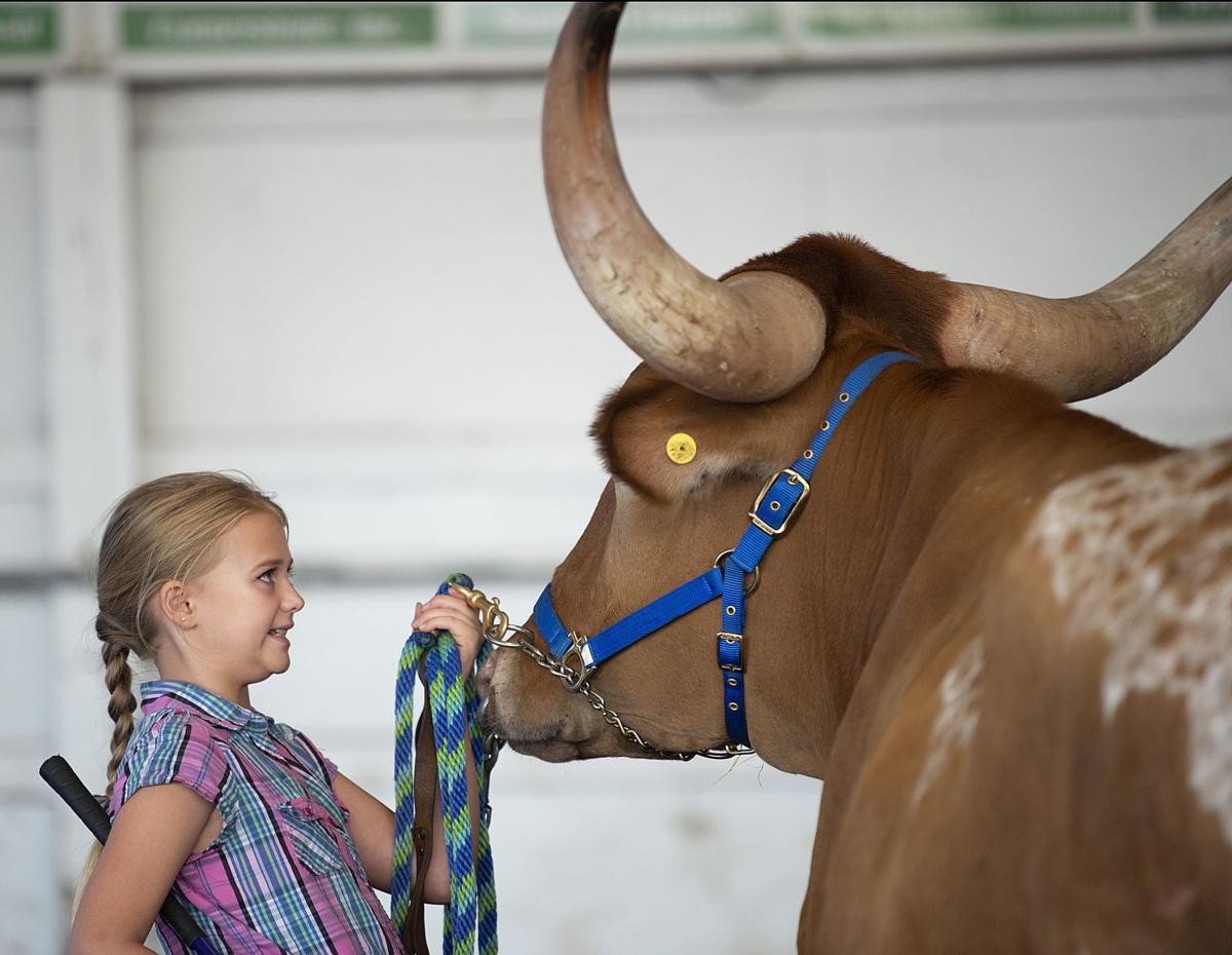 Longhorn show brings Texas breed to Frederick | Great Frederick Fair ...