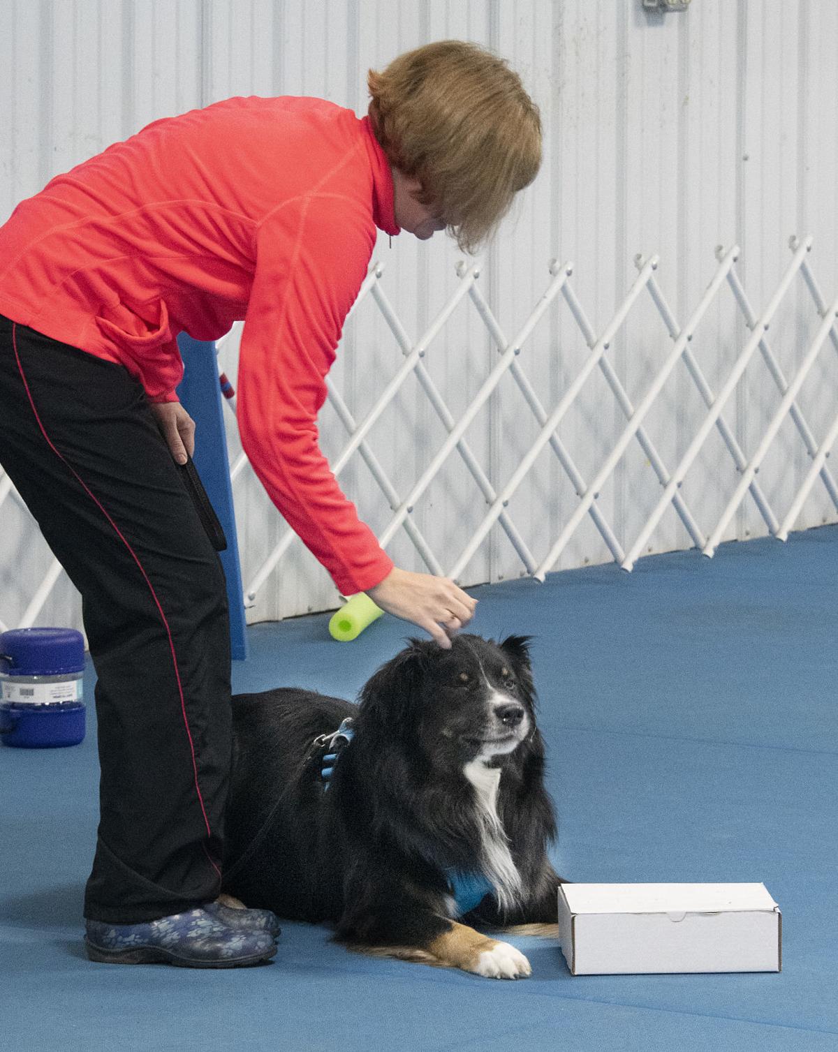 Dogs test their snouts at C-WAGS Scent Detective trials | Pets And ...