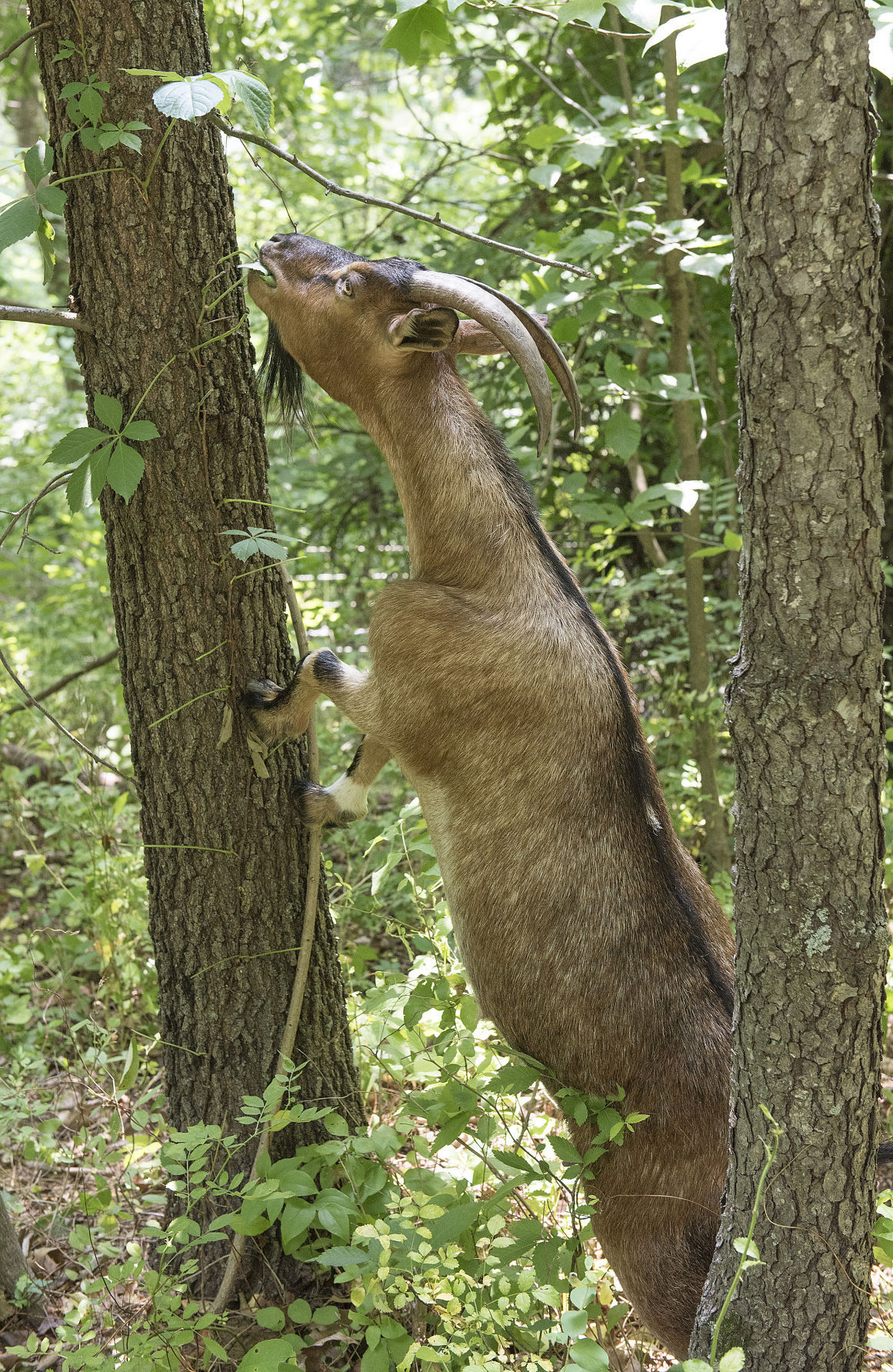 Chew on this: Goats just one option for getting rid of pesky poisonous ...