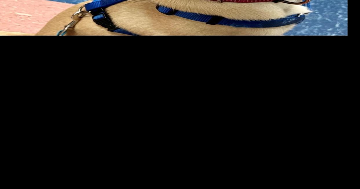 Featured pets — Sept. 9 | Pets And Animals | fredericknewspost.com