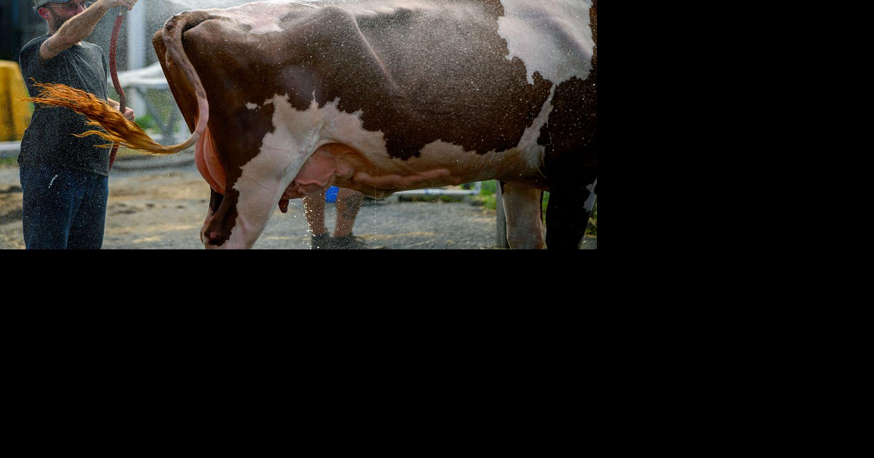 Pampering, primping is part of prep for cow show at fair | Agriculture ...