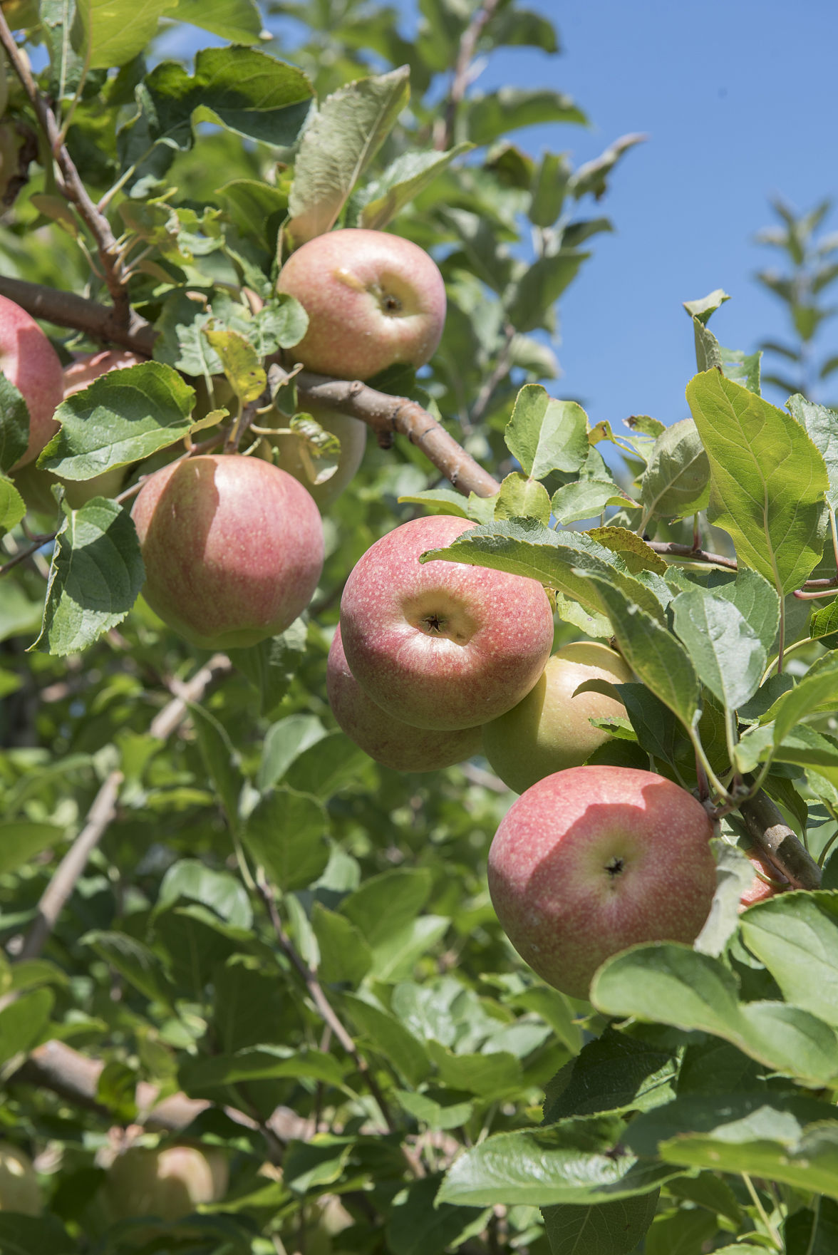 Apple picking at Gaver Farm: Find your favorite | Food ...
