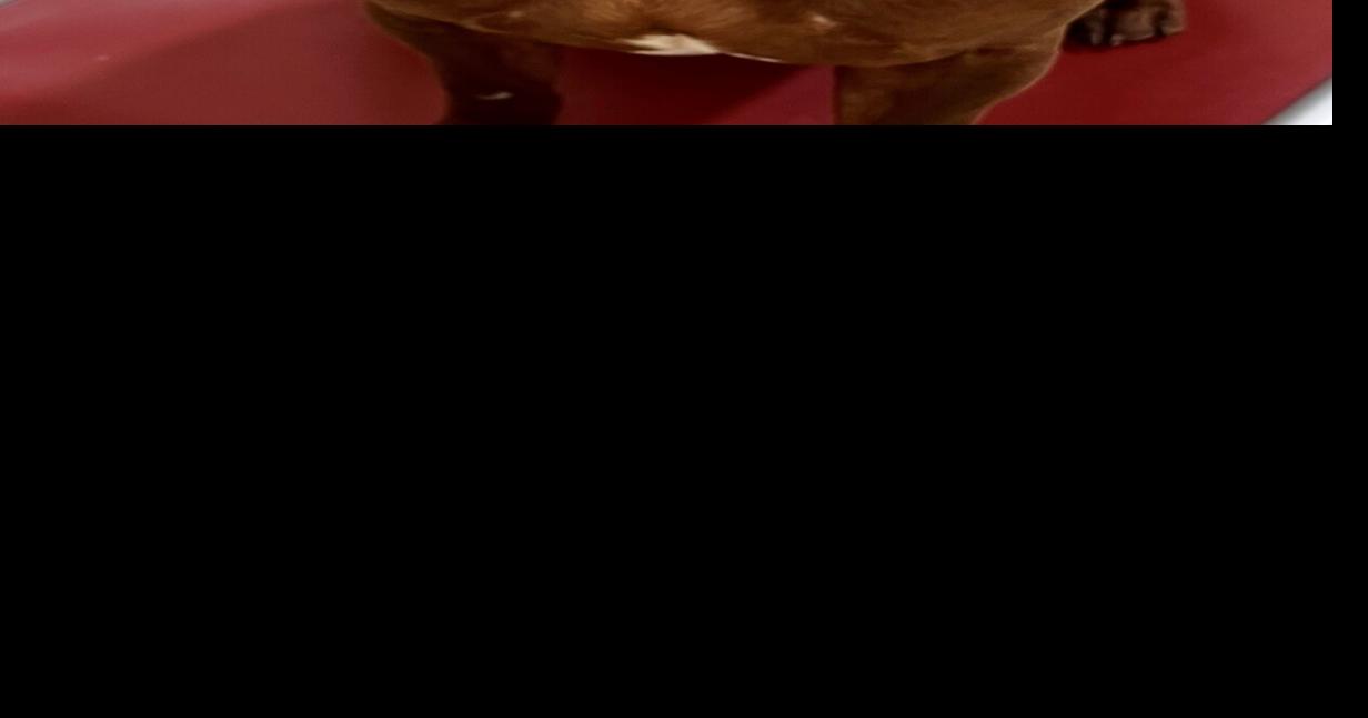 Huckleberry | Pets And Animals | fredericknewspost.com