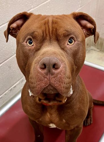 Huckleberry | Pets And Animals | fredericknewspost.com