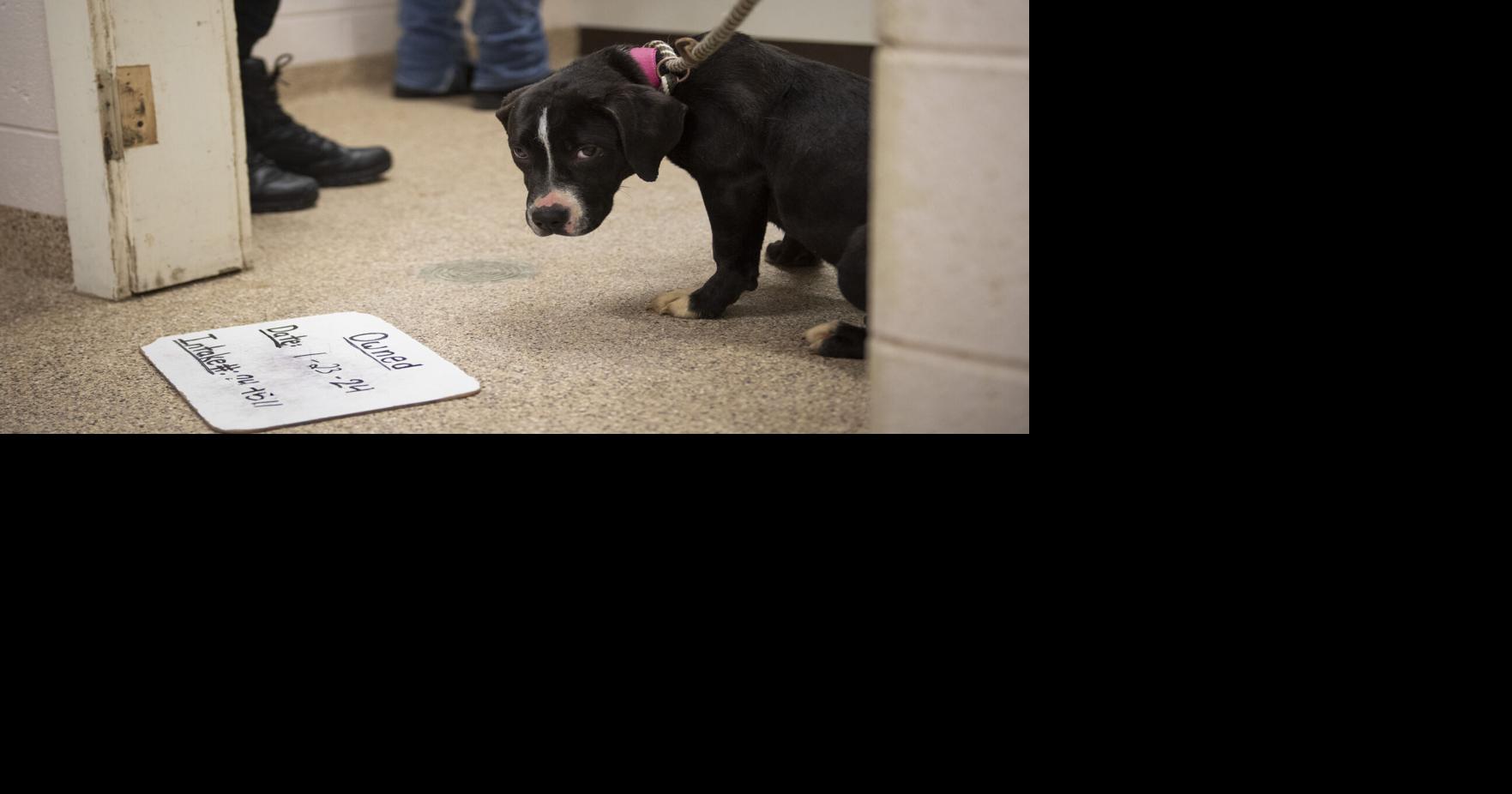 Animal Control grapples with rising number of owners giving up their ...
