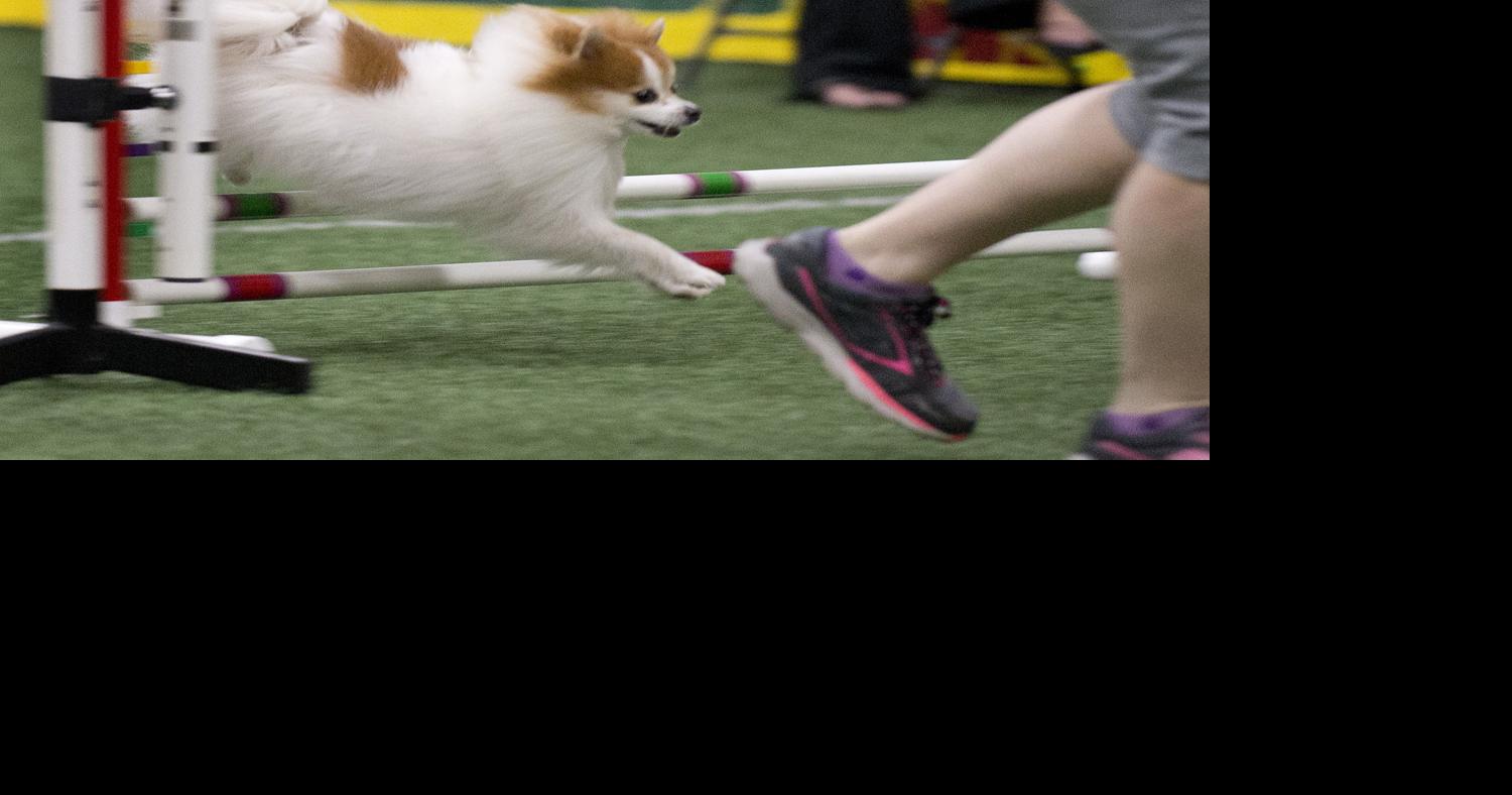 Agility trials puts all size, age dogs to test | Human Interest ...