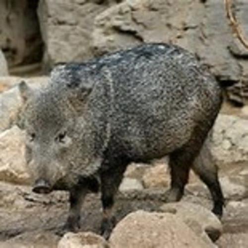 Feral pigs | Environment | fredericknewspost.com