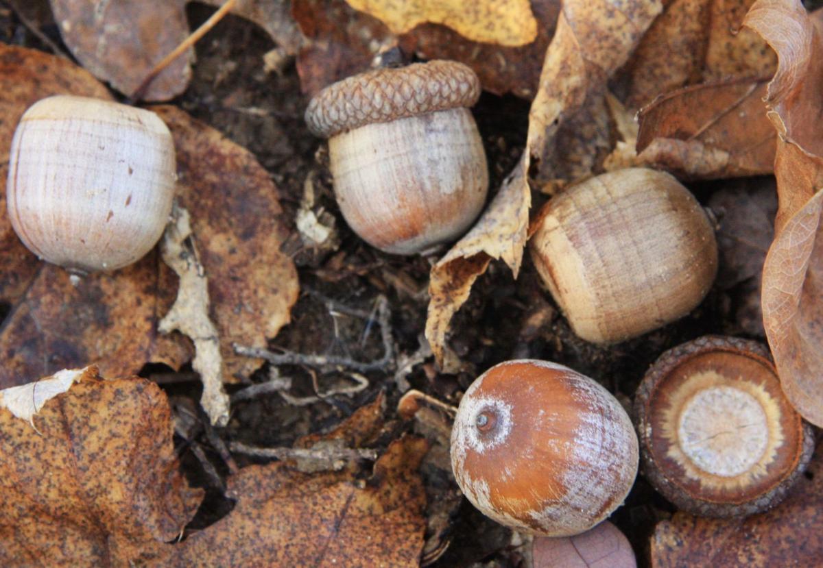 Nature Notes: Meet the acorns of the oak family | Travel And Outdoors ...