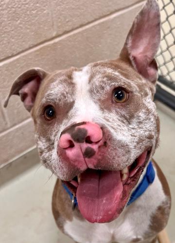 Haggard | Pets And Animals | fredericknewspost.com