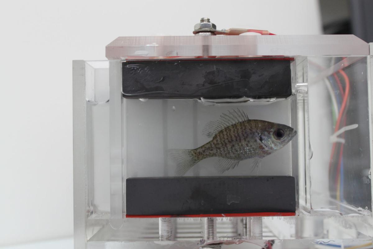 Frederick company to expand on Fort Detrick fish biomonitoring system ...