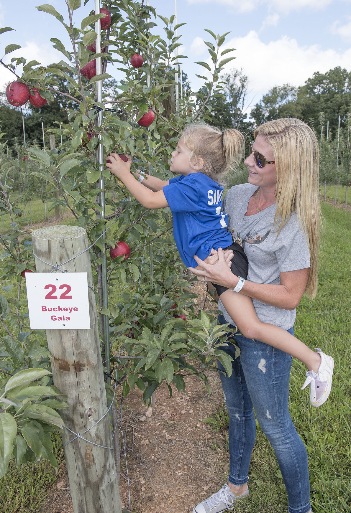 Apple picking at Gaver Farm: Find your favorite | Food ...