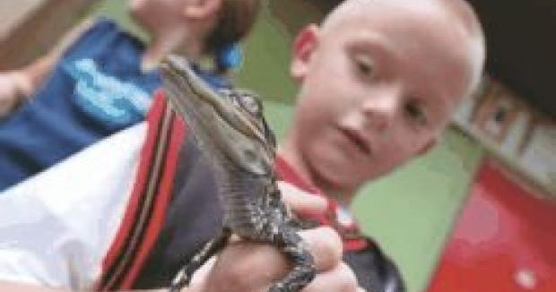 Potomac's Little Gator | Archives | fredericknewspost.com
