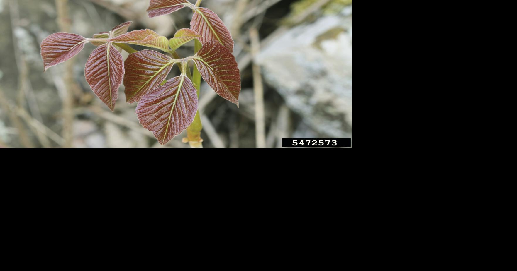 Getting rid of poison ivy is a serious matter. What you should and ...